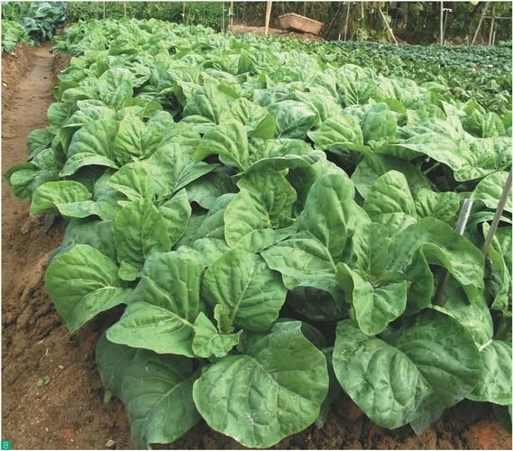 芥蓝菜长什么样子_芥蓝菜叶子特征-第2张图片-山城妙识