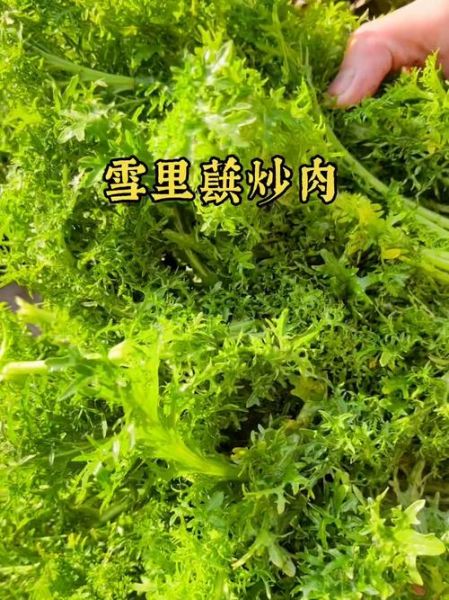 雪里红副作用_雪里红吃多了会怎样-第3张图片-山城妙识 雪里红副作用_雪里红吃多了会怎样-第3张图片-山城妙识