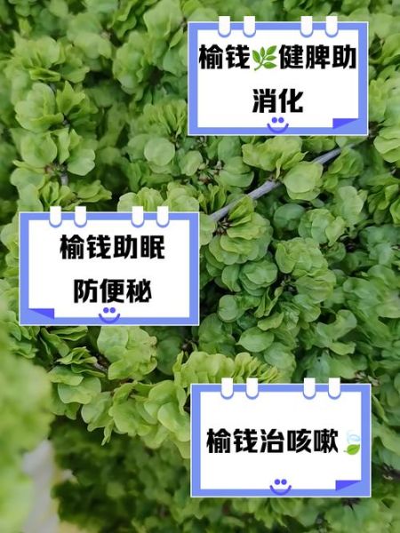 干榆钱的功效与作用_干榆钱怎么吃效果最好-第3张图片-山城妙识 干榆钱的功效与作用_干榆钱怎么吃效果最好-第3张图片-山城妙识