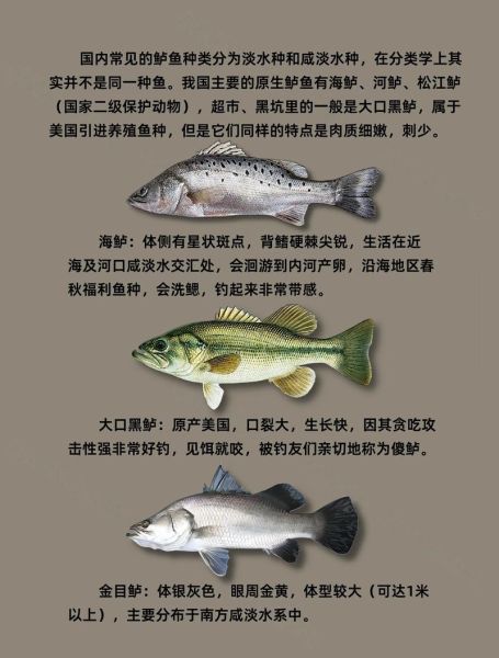 鲈形目有哪些常见鱼_鲈形目和鲤形目区别-第1张图片-山城妙识 鲈形目有哪些常见鱼_鲈形目和鲤形目区别-第1张图片-山城妙识