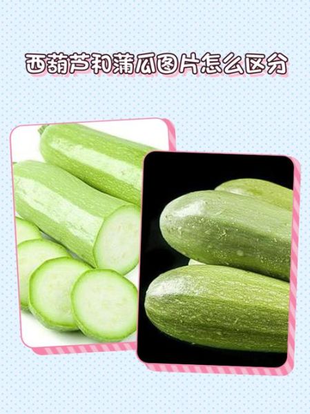 蒲瓜是西葫芦吗_蒲瓜和西葫芦的区别-第1张图片-山城妙识 蒲瓜是西葫芦吗_蒲瓜和西葫芦的区别-第1张图片-山城妙识