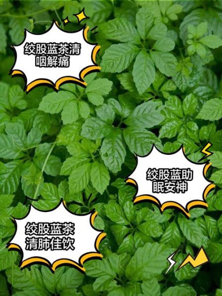 长期喝绞股蓝的好处_绞股蓝适合什么人喝-第1张图片-山城妙识 长期喝绞股蓝的好处_绞股蓝适合什么人喝-第1张图片-山城妙识