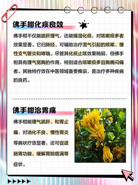 佛手柑干怎么做_佛手柑干的功效与作用-第3张图片-山城妙识