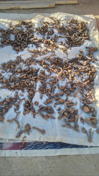 魔芋种子多少钱一斤_2024年最新价格行情-第1张图片-山城妙识