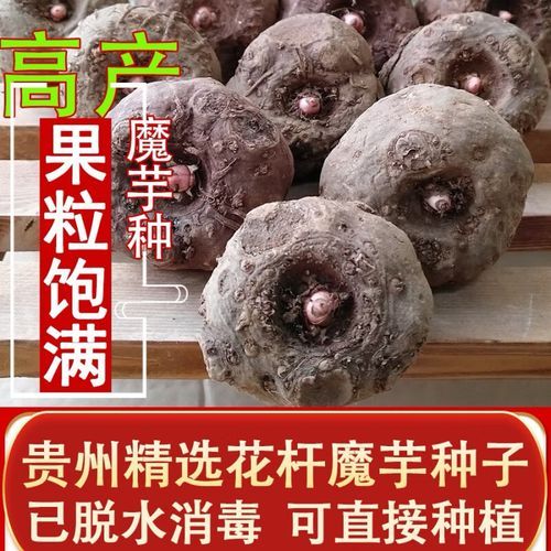 魔芋种子多少钱一斤_2024年最新价格行情-第2张图片-山城妙识