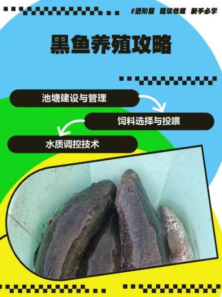 黑鱼养殖水深多少最好_黑鱼养殖最佳水深是多少-第1张图片-山城妙识
