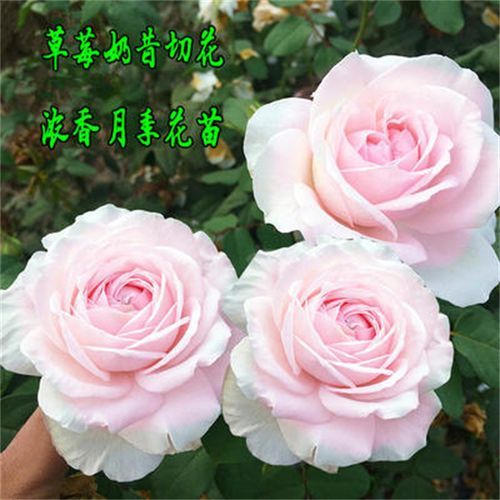 草莓奶昔月季优缺点_适合阳台吗-第1张图片-山城妙识 草莓奶昔月季优缺点_适合阳台吗-第1张图片-山城妙识