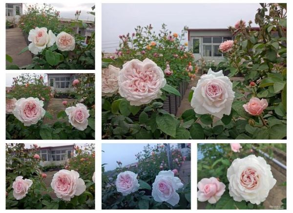 草莓奶昔月季优缺点_适合阳台吗-第3张图片-山城妙识 草莓奶昔月季优缺点_适合阳台吗-第3张图片-山城妙识