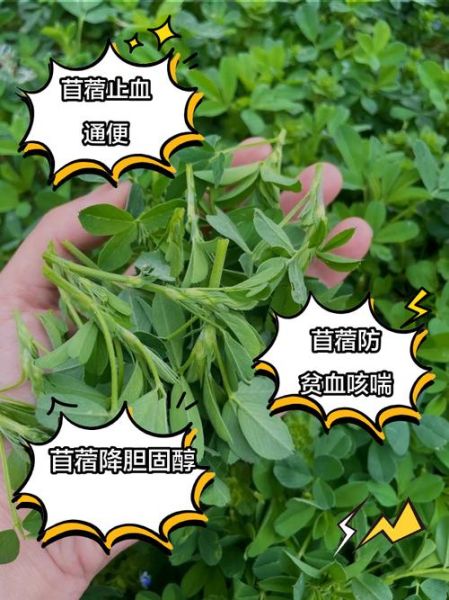 苜蓿的营养价值有哪些_苜蓿的功效与作用怎么吃-第1张图片-山城妙识 苜蓿的营养价值有哪些_苜蓿的功效与作用怎么吃-第1张图片-山城妙识