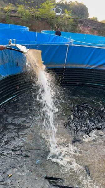 黑鱼养殖水深多少最好_黑鱼养殖最佳水深是多少-第2张图片-山城妙识