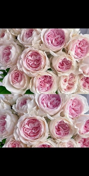 草莓奶昔月季优缺点_适合阳台吗-第2张图片-山城妙识 草莓奶昔月季优缺点_适合阳台吗-第2张图片-山城妙识