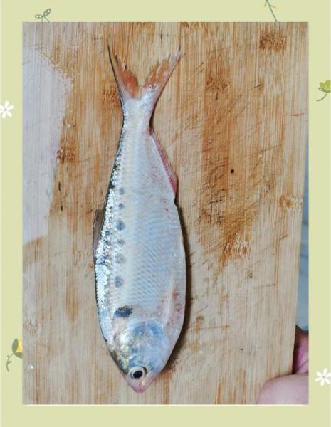 海鲻鱼多少钱一斤_海鲻鱼价格行情-第1张图片-山城妙识 海鲻鱼多少钱一斤_海鲻鱼价格行情-第1张图片-山城妙识