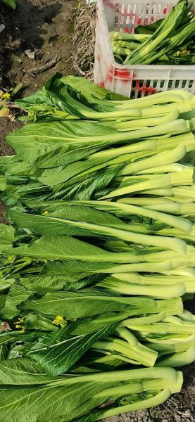 菜心品种图片大全_如何挑选高产菜心-第1张图片-山城妙识