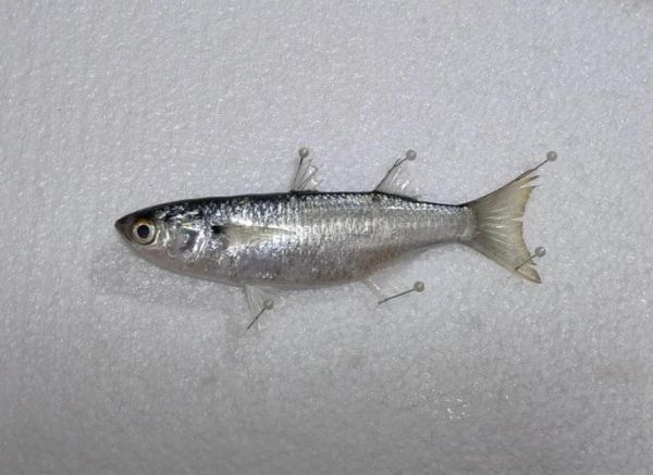 海鲻鱼多少钱一斤_海鲻鱼价格行情-第2张图片-山城妙识 海鲻鱼多少钱一斤_海鲻鱼价格行情-第2张图片-山城妙识