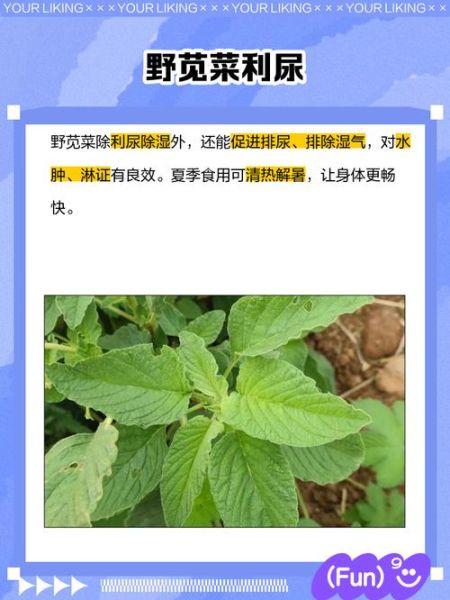 野苋菜籽的功效与作用_野苋菜籽怎么吃效果最好-第1张图片-山城妙识