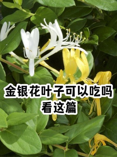金银花对男人性功能有效吗_金银花能提高性功能吗-第1张图片-山城妙识 金银花对男人性功能有效吗_金银花能提高性功能吗-第1张图片-山城妙识