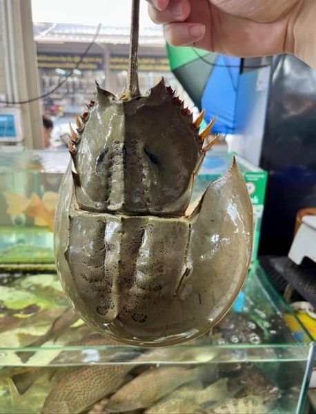 鲎血为什么能制药_鲎血试剂价格贵吗-第1张图片-山城妙识 鲎血为什么能制药_鲎血试剂价格贵吗-第1张图片-山城妙识