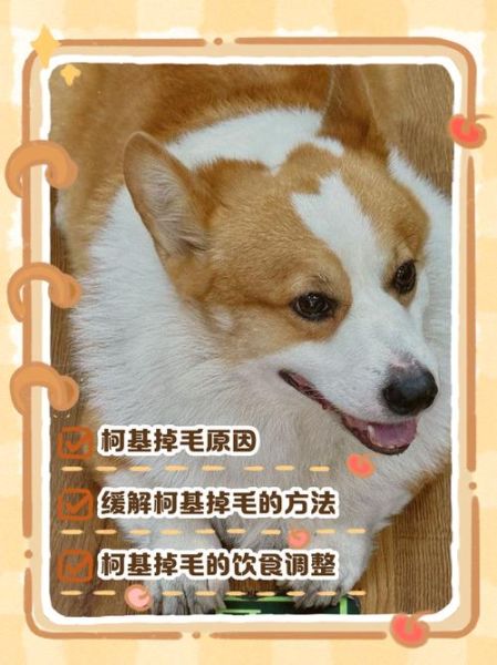 柯基犬掉毛严重怎么办_柯基犬适合新手养吗-第1张图片-山城妙识