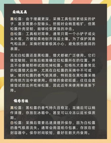 白松露和黑松露的区别_哪个更贵-第3张图片-山城妙识 白松露和黑松露的区别_哪个更贵-第3张图片-山城妙识