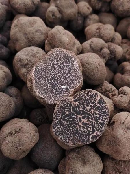 白松露和黑松露的区别_哪个更贵-第2张图片-山城妙识 白松露和黑松露的区别_哪个更贵-第2张图片-山城妙识