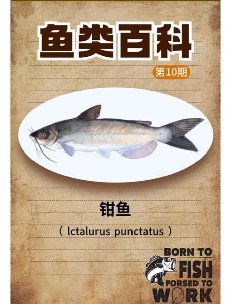 钳鱼是什么鱼_钳鱼怎么做好吃-第3张图片-山城妙识 钳鱼是什么鱼_钳鱼怎么做好吃-第3张图片-山城妙识