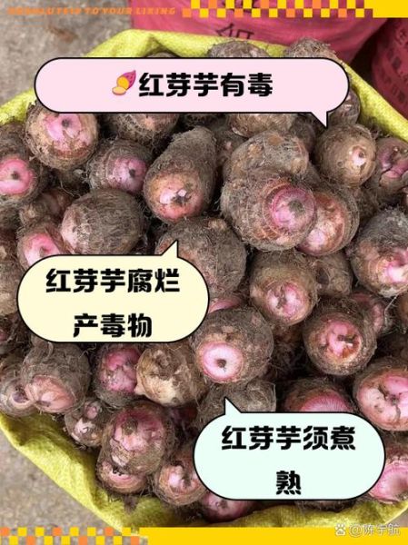 芋头吃多了有什么副作用_芋头过敏症状有哪些-第1张图片-山城妙识 芋头吃多了有什么副作用_芋头过敏症状有哪些-第1张图片-山城妙识