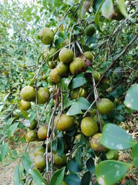 茶籽油有消炎的作用吗_茶籽油消炎效果怎么样-第2张图片-山城妙识