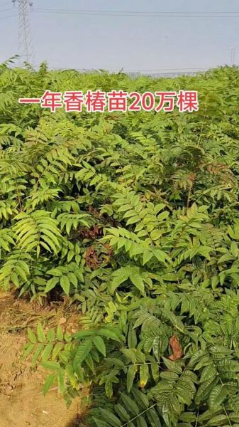香椿树苗基地在哪_香椿树苗多少钱一棵-第1张图片-山城妙识