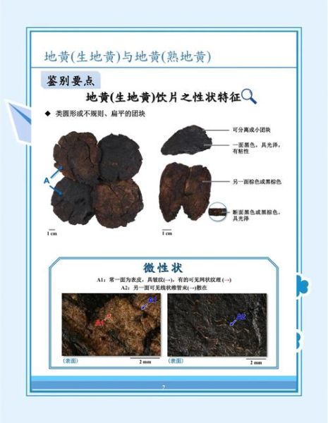 生地黄和熟地黄的区别_哪个更适合你-第1张图片-山城妙识 生地黄和熟地黄的区别_哪个更适合你-第1张图片-山城妙识