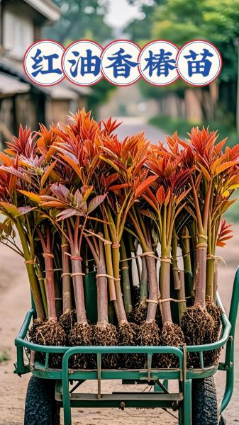 香椿树苗基地在哪_香椿树苗多少钱一棵-第2张图片-山城妙识