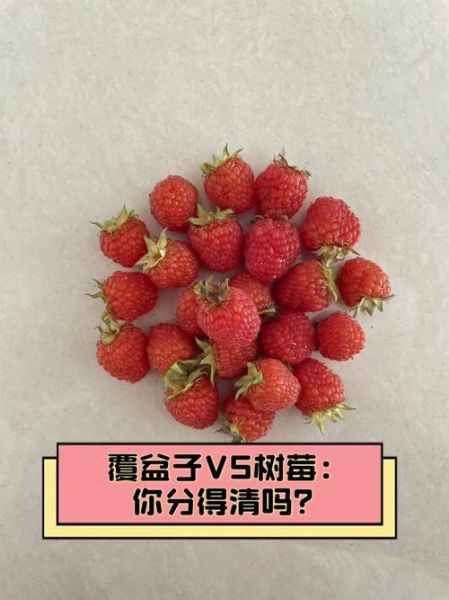 覆盆子是红树莓吗_覆盆子与红树莓区别-第1张图片-山城妙识 覆盆子是红树莓吗_覆盆子与红树莓区别-第1张图片-山城妙识