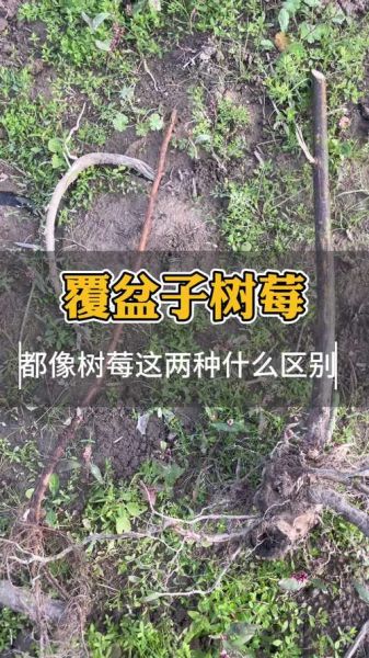 覆盆子是红树莓吗_覆盆子与红树莓区别-第3张图片-山城妙识 覆盆子是红树莓吗_覆盆子与红树莓区别-第3张图片-山城妙识