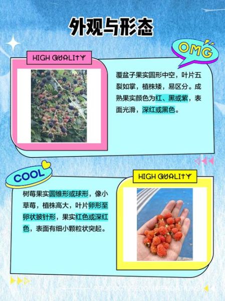 覆盆子是红树莓吗_覆盆子与红树莓区别-第2张图片-山城妙识 覆盆子是红树莓吗_覆盆子与红树莓区别-第2张图片-山城妙识