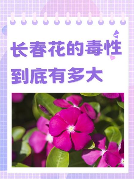 长春花有毒吗_误食后怎么办-第1张图片-山城妙识 长春花有毒吗_误食后怎么办-第1张图片-山城妙识