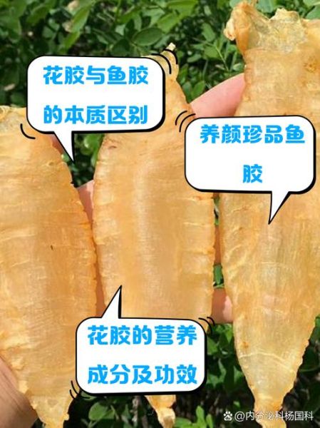 鱼胶是什么鱼做的_花胶和鱼胶的区别-第1张图片-山城妙识 鱼胶是什么鱼做的_花胶和鱼胶的区别-第1张图片-山城妙识