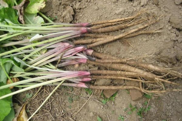 牛蒡根长什么样_新鲜牛蒡根图片特征-第1张图片-山城妙识 牛蒡根长什么样_新鲜牛蒡根图片特征-第1张图片-山城妙识