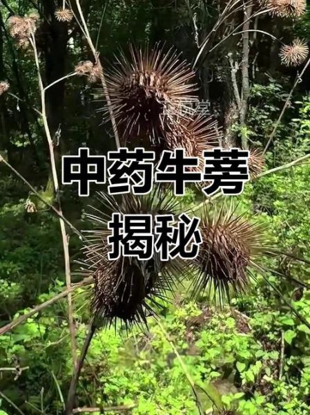 牛蒡根长什么样_新鲜牛蒡根图片特征-第3张图片-山城妙识 牛蒡根长什么样_新鲜牛蒡根图片特征-第3张图片-山城妙识