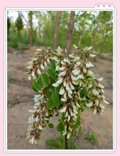 洋槐花饭怎么做_洋槐花饭的功效与作用-第1张图片-山城妙识 洋槐花饭怎么做_洋槐花饭的功效与作用-第1张图片-山城妙识
