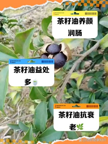 茶油怎么吃治便秘_茶油通便的正确方法-第1张图片-山城妙识