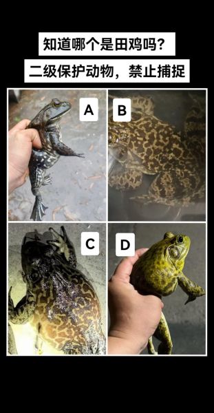 田鸡和青蛙的区别图片_田鸡是青蛙吗-第1张图片-山城妙识