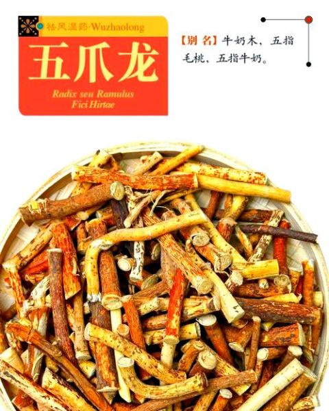 龙爪的功效与作用_龙爪能治什么病-第3张图片-山城妙识 龙爪的功效与作用_龙爪能治什么病-第3张图片-山城妙识