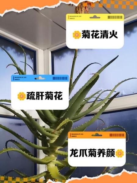 龙爪的功效与作用_龙爪能治什么病-第2张图片-山城妙识 龙爪的功效与作用_龙爪能治什么病-第2张图片-山城妙识