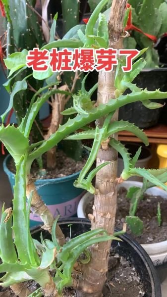 龙爪的功效与作用_龙爪能治什么病-第1张图片-山城妙识 龙爪的功效与作用_龙爪能治什么病-第1张图片-山城妙识