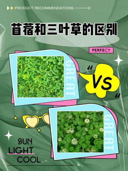 苜蓿和三叶草的区别_如何一眼区分这两种常见牧草-第1张图片-山城妙识 苜蓿和三叶草的区别_如何一眼区分这两种常见牧草-第1张图片-山城妙识