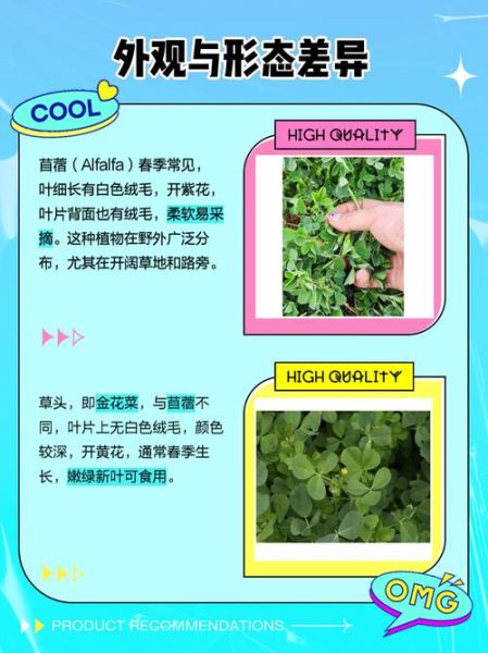 苜蓿和三叶草的区别_如何一眼区分这两种常见牧草-第3张图片-山城妙识 苜蓿和三叶草的区别_如何一眼区分这两种常见牧草-第3张图片-山城妙识