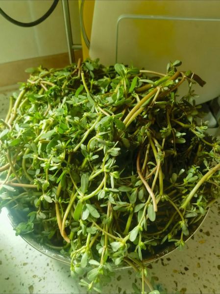 长寿菜是什么菜_长寿菜怎么吃最好-第3张图片-山城妙识 长寿菜是什么菜_长寿菜怎么吃最好-第3张图片-山城妙识