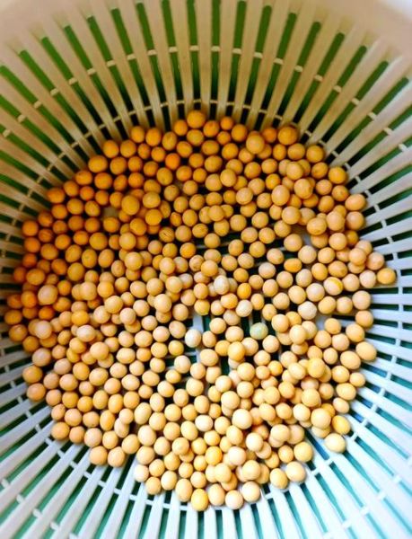 鲜黄豆怎么做好吃_鲜黄豆的做法大全-第3张图片-山城妙识