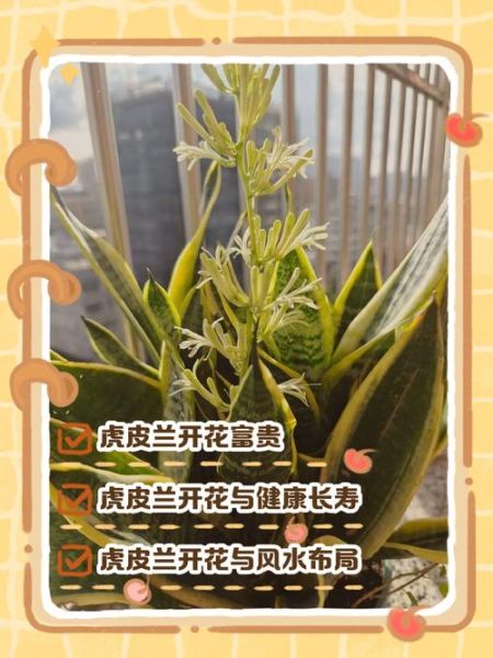 虎皮兰开花有什么预兆_虎皮兰开花是吉兆吗-第1张图片-山城妙识