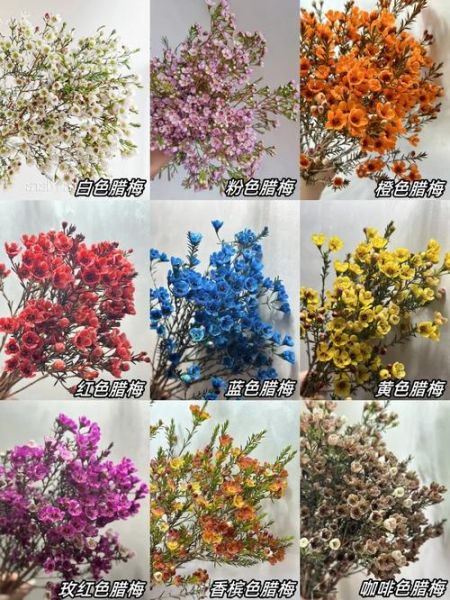 腊梅花语是什么_腊梅寓意有哪些-第1张图片-山城妙识 腊梅花语是什么_腊梅寓意有哪些-第1张图片-山城妙识