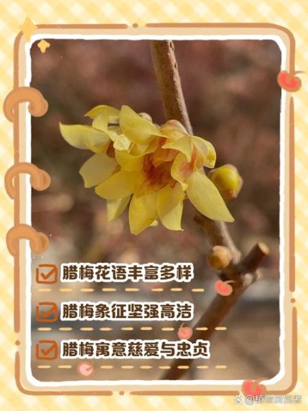 腊梅花语是什么_腊梅寓意有哪些-第3张图片-山城妙识 腊梅花语是什么_腊梅寓意有哪些-第3张图片-山城妙识